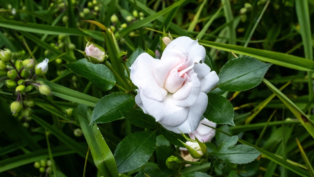 18 classic flowers for fragrance, color, and wildlife