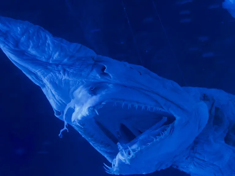 See it: Rare deep-sea goblin sharks filmed in their natural habitat for ...