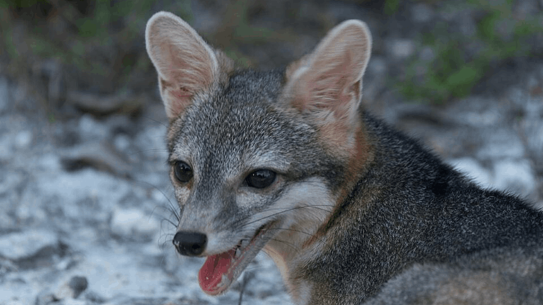 See the first-ever photographs of Cozumel’s elusive dwarf fox, one of ...