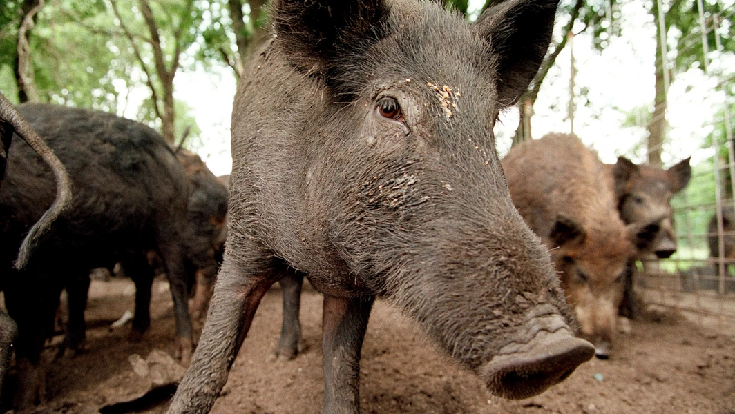 11 animals that damage pastures