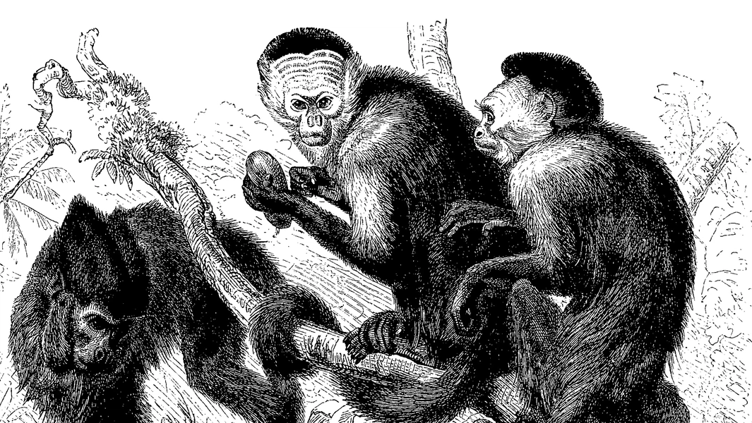 9 remarkable examples of animal tool use