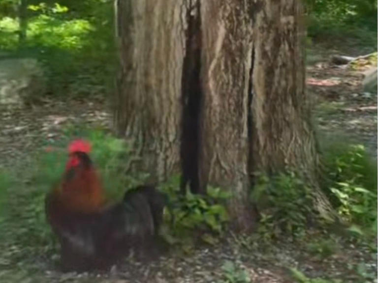 Rooster rescue: A plucky bird, but no match for predators when left to ...