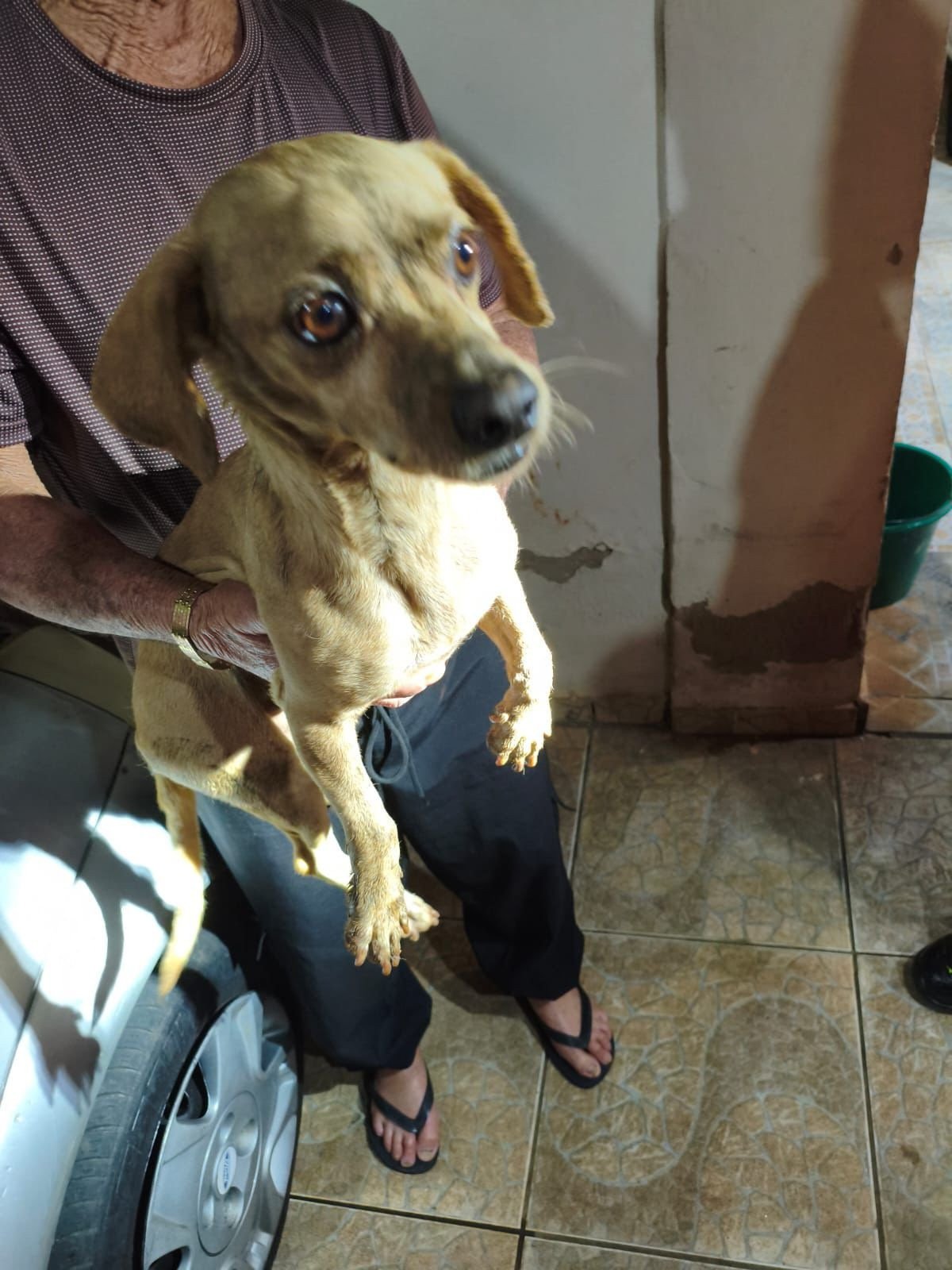 Cachorro caramelo é resgatado após ficar preso em motor de carro