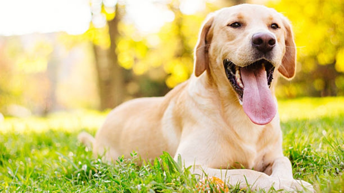 These 15 loyal dog breeds hate being apart from their humans