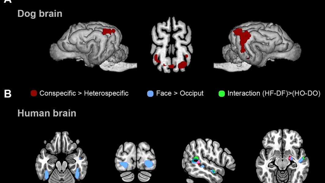 How dogs understand and respond to human emotions