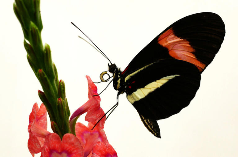 'Geriatric' butterfly species lives nearly three times as long as their ...