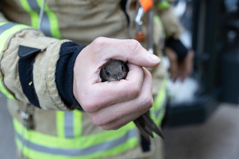 Großer Einsatz für einen kleinen Vogel: Feuerwehr rettet Mauersegler