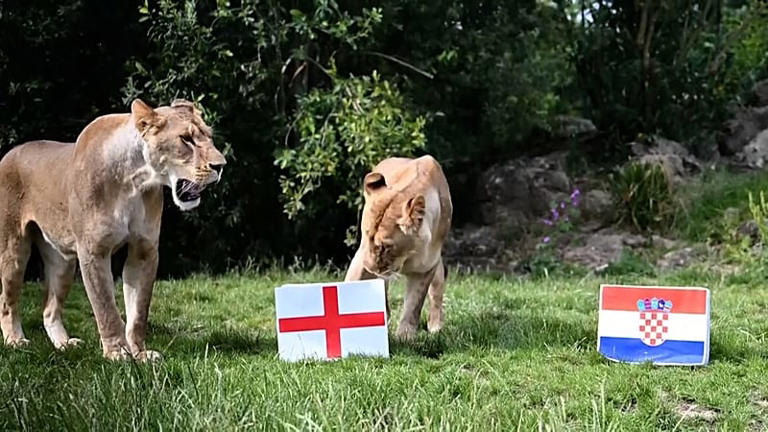 UK lions predict England's World Cup fate