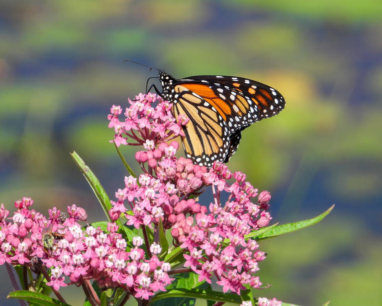 10 flowers to plant in June for blooms that last all summer and fall
