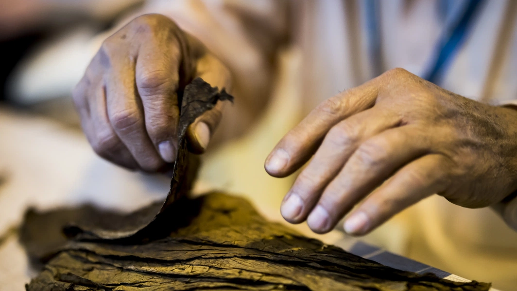 Inside the craft of premium cigars