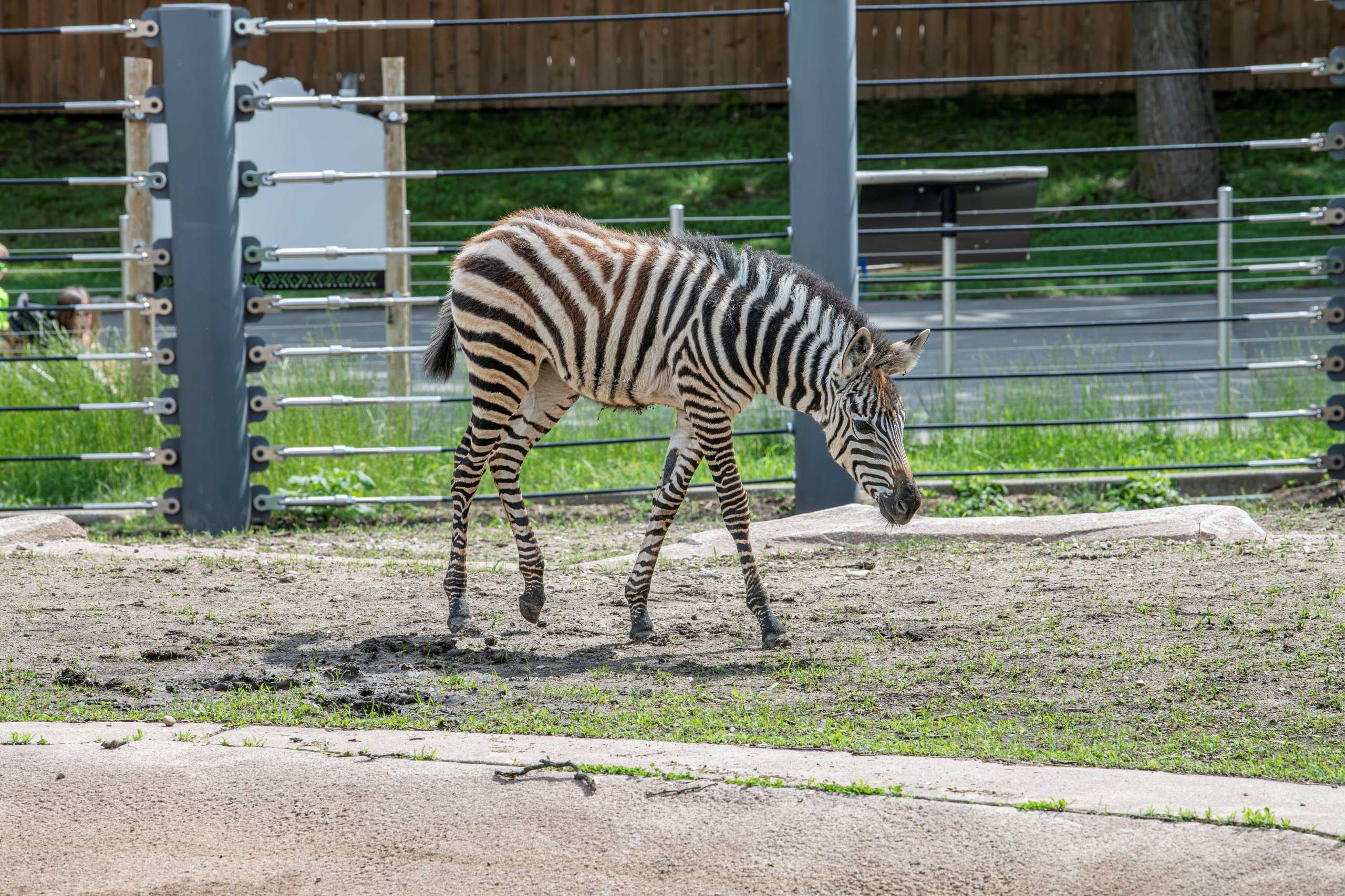 Zebra foal 'humanely euthanized' at Milwaukee County Zoo
