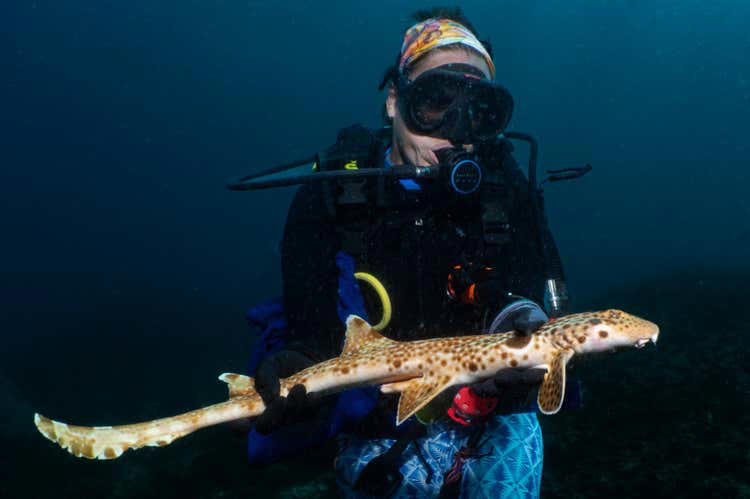 Walking shark found in Papua New Guinea is new to science