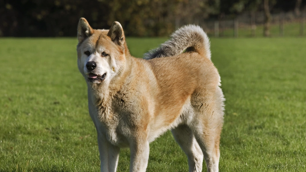 15 dog breeds devoted to one person