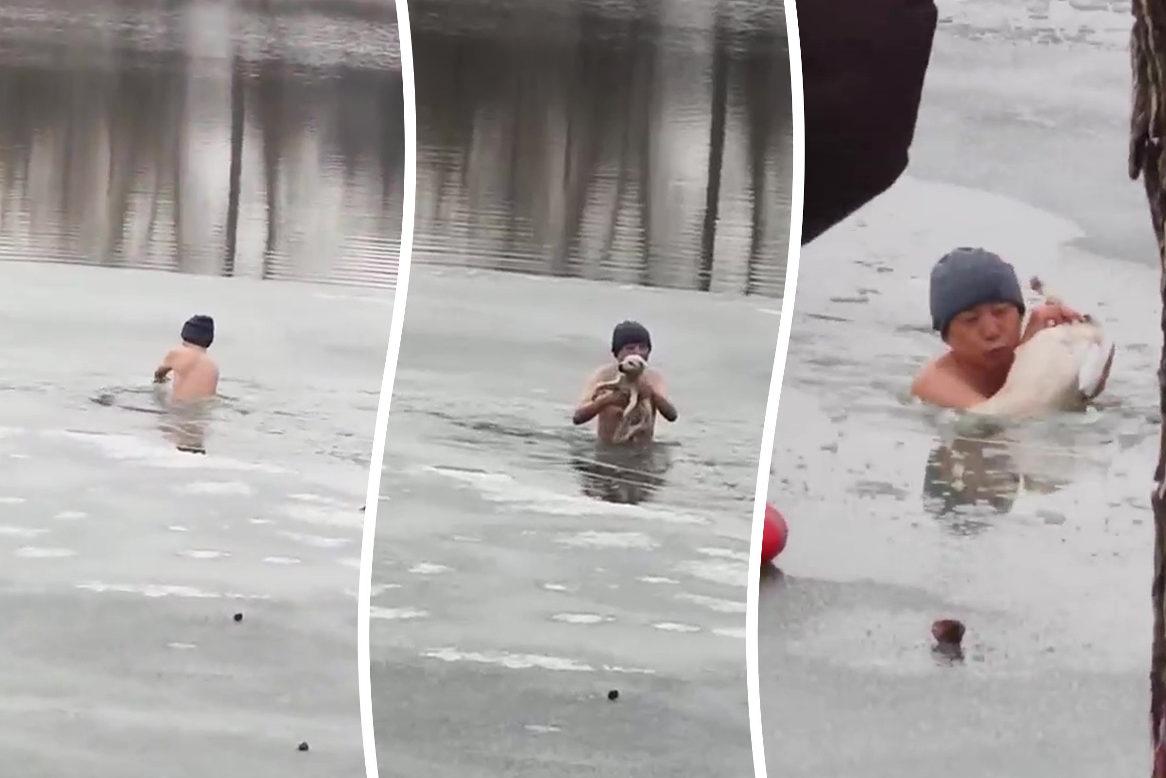 Hero dives into icy lake to save stranded stray dog