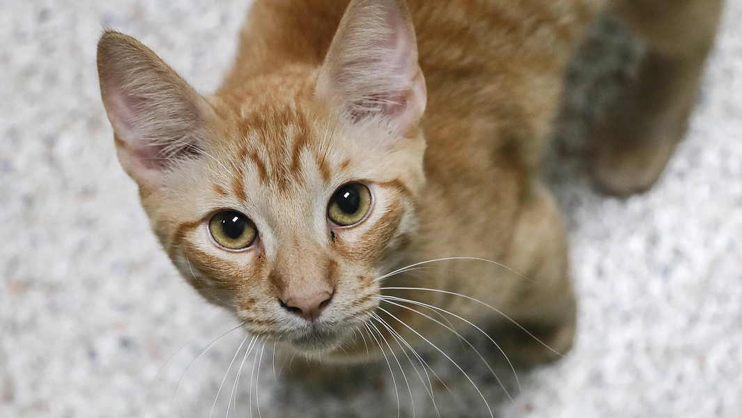 Genetics, myths, and traits of orange cats