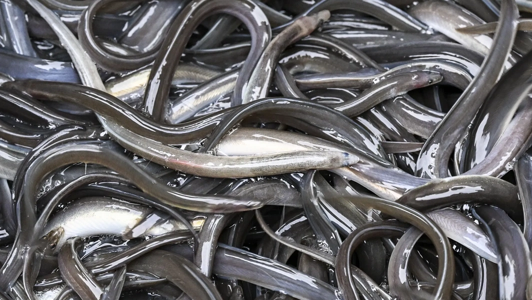 8 fascinating facts about American eels