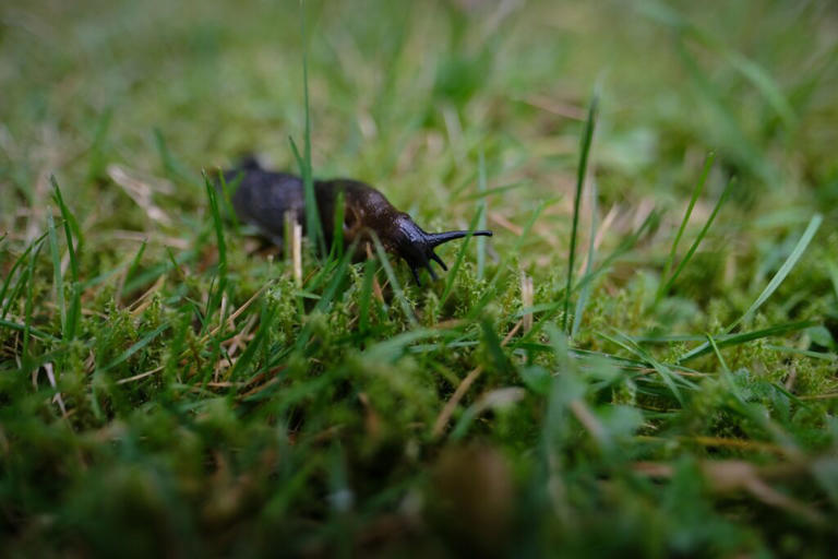 Torrential rain triggers massive slug surge after heatwaves, raising ...