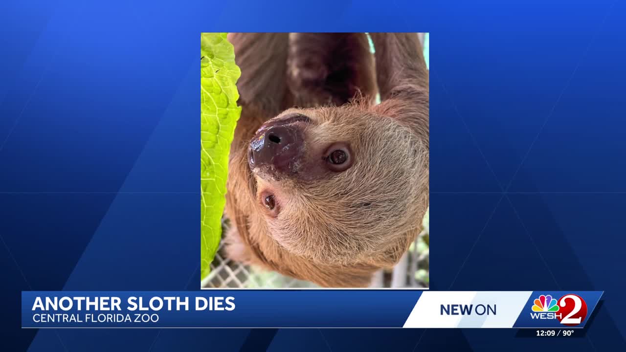 'Deeply saddened': Central Florida Zoo reports 4th death of 'Sloth ...