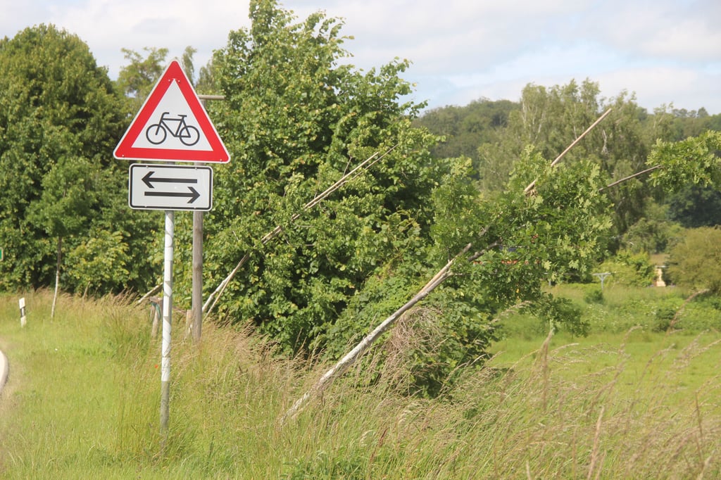 Von wegen stark wie eine Eiche: Frisch gepflanzte Allee kippt plötzlich weg