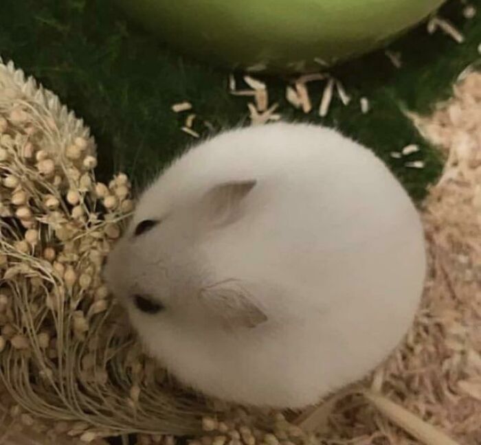 49 of the roundest animals to make your heart flutter