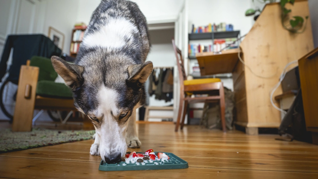 Experts outline key signs of canine happiness and control