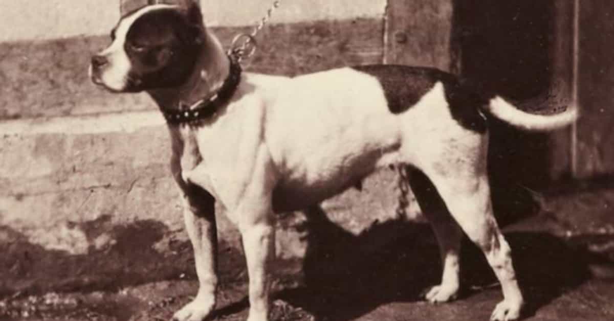 Fascinating photos of dog breeds