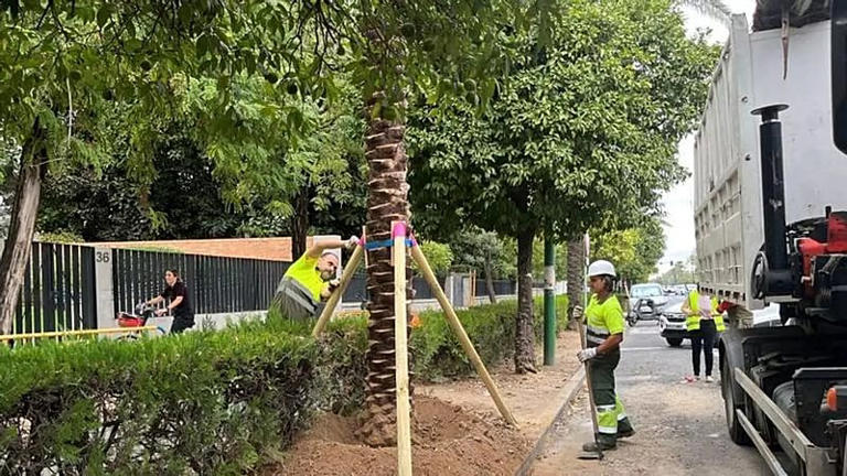 Tracking chips for palm trees: Seville acts after theft of ten specimens