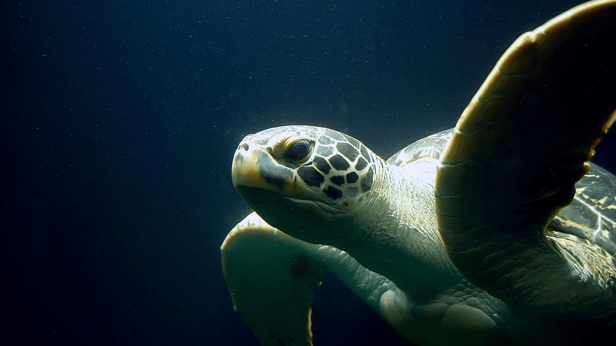 World Sea Turtle Day: The secret of sea turtles' survival since the age ...