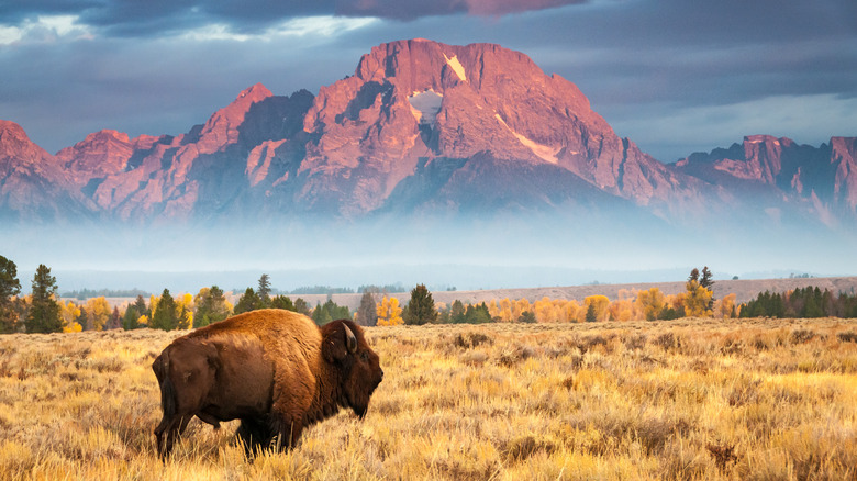 Crucial wildlife tips any nature enthusiast needs to know from National ...