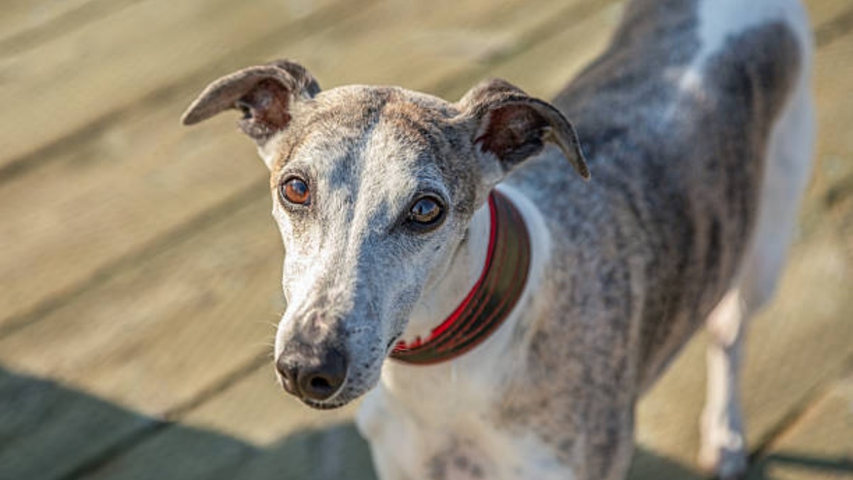 These 16 dog breeds you might not believe you'll love until you live ...