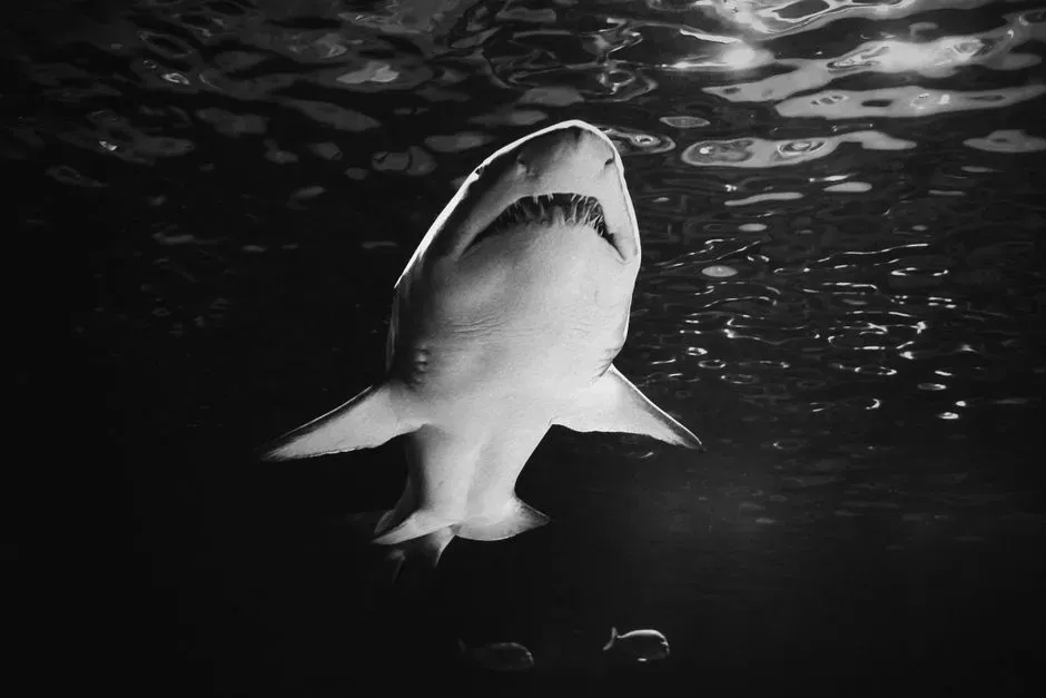 9 facts you did not know about the great white shark - the ocean's most ...