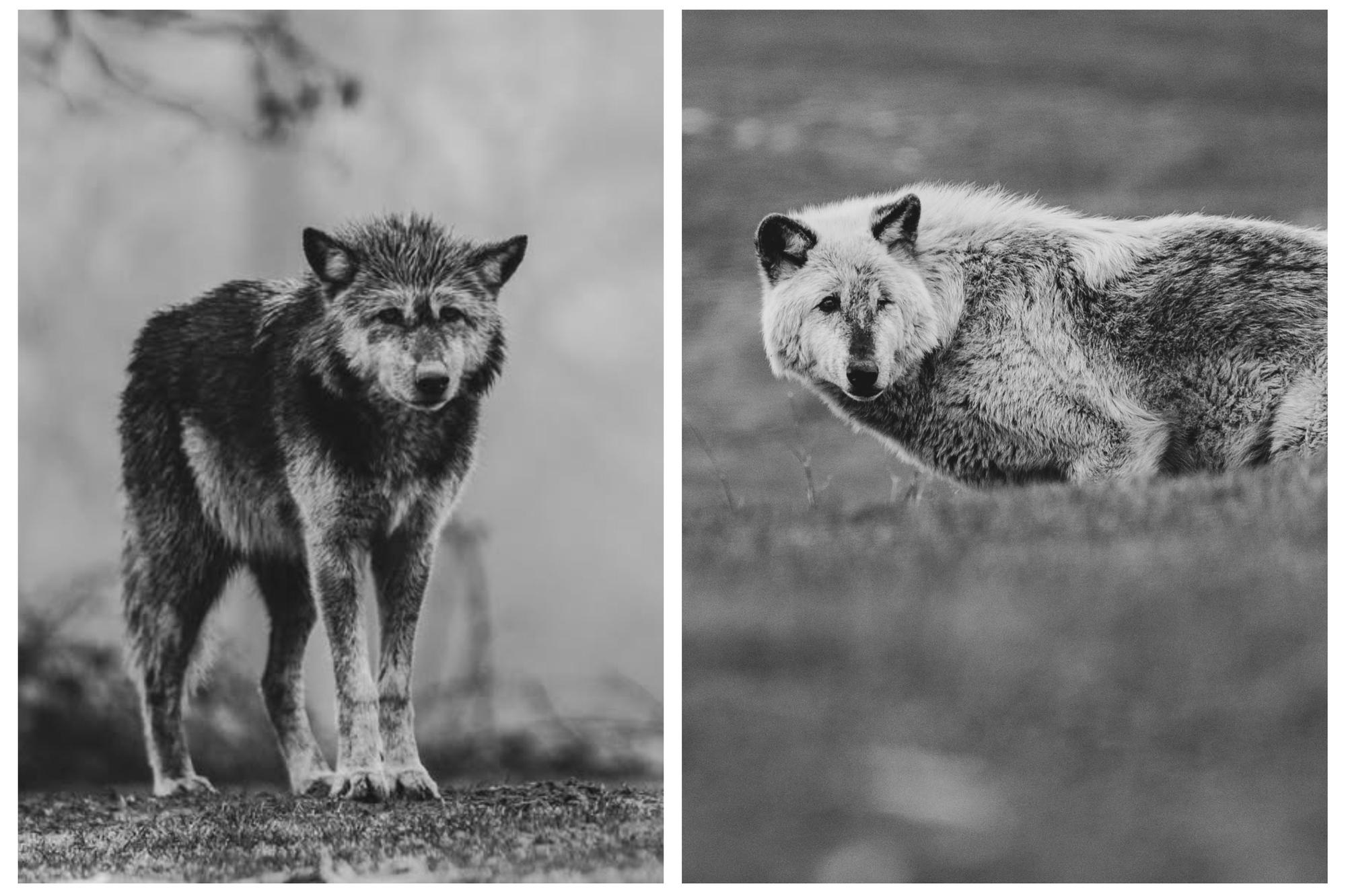 'Loss felt deeply': Woburn Safari Park announces death of wolves Tala ...