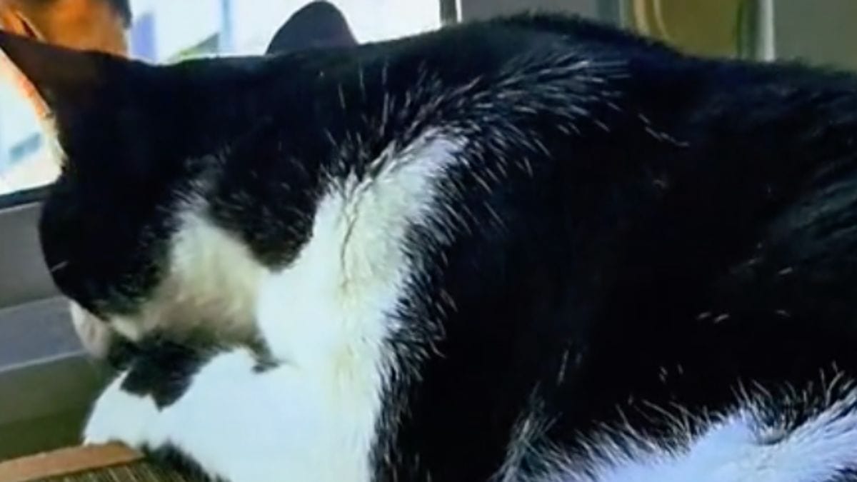 Cat naps by the window: thousands terrified by the lurking threat (video)