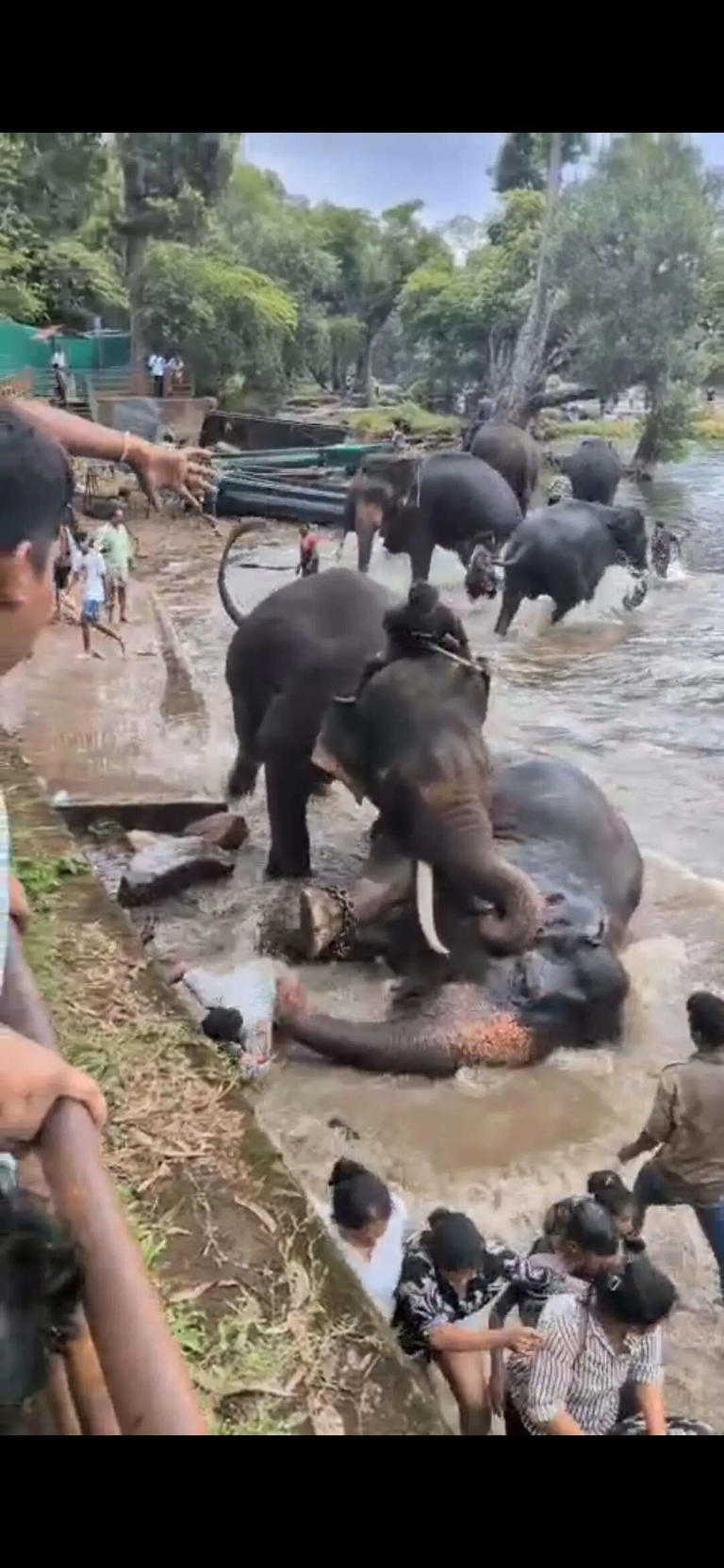 New SOP for elephant camps: 10-metre viewing gap, no feeding or bathing ...