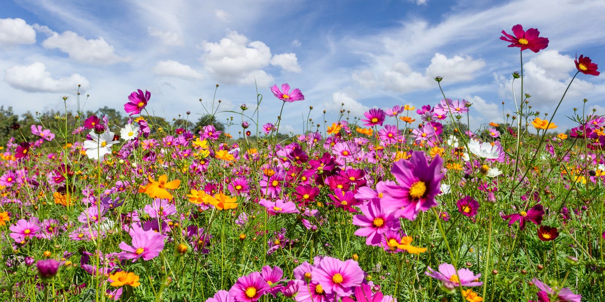10 flowers to plant in June for blooms that last all summer and fall