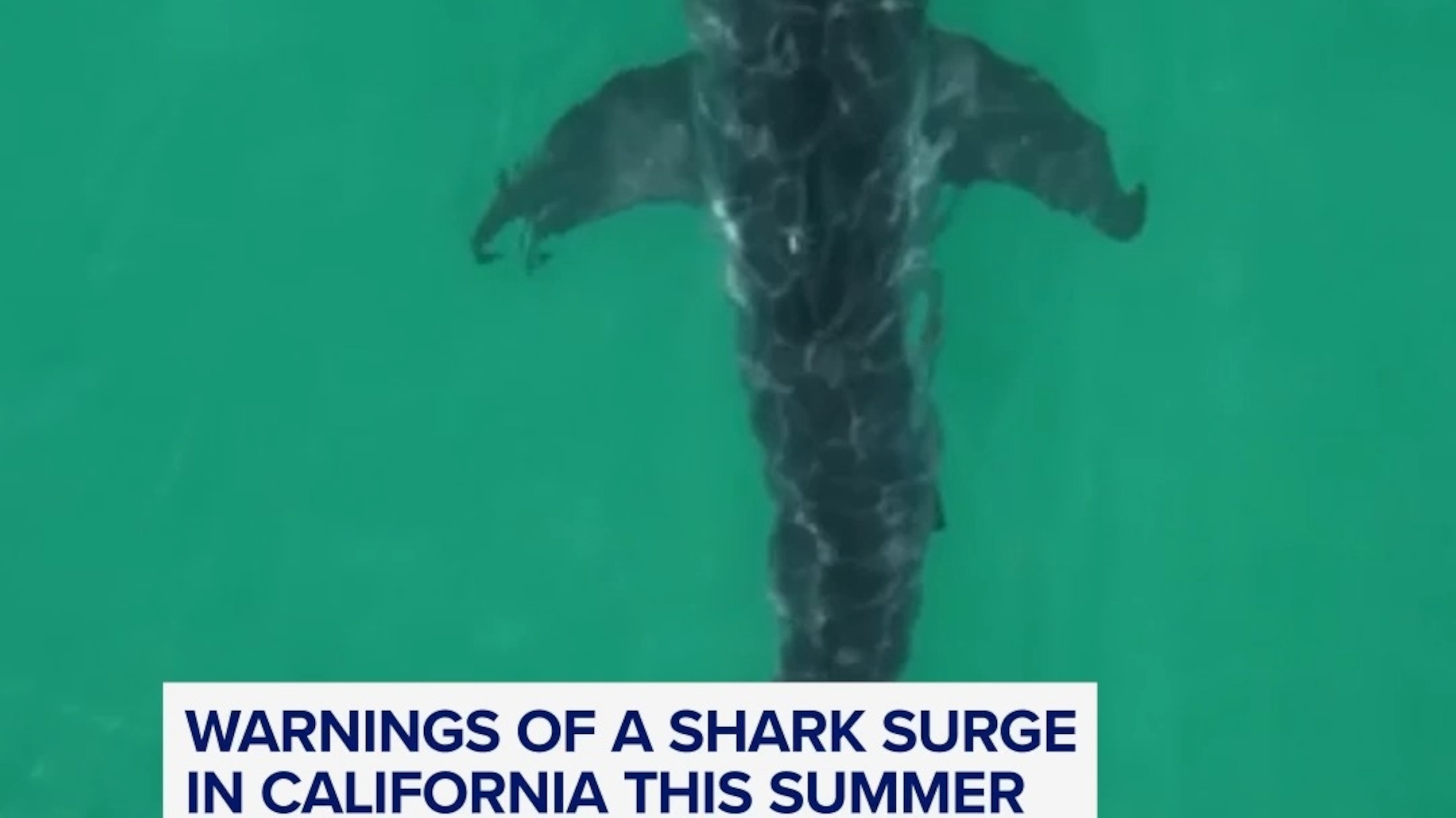 Warnings of a shark surge in California this summer