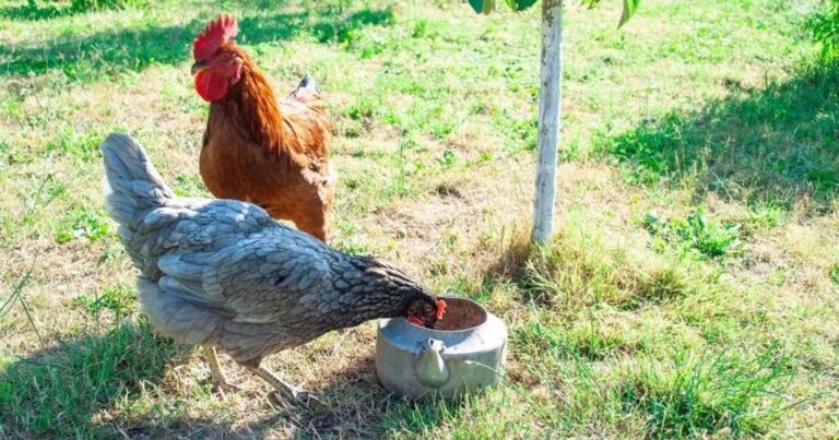 Protégez vos poules de la canicule en leur donnant du bicarbonate de soude