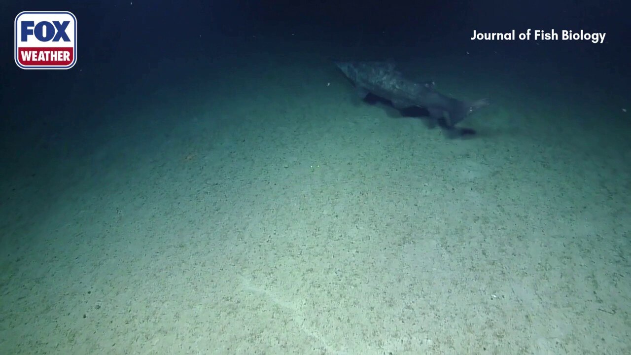 See it: Rare deep-sea goblin sharks filmed for first time in their ...