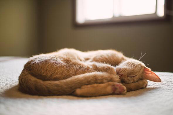 Cats sleep curled up for reason - not comfort like most owners think