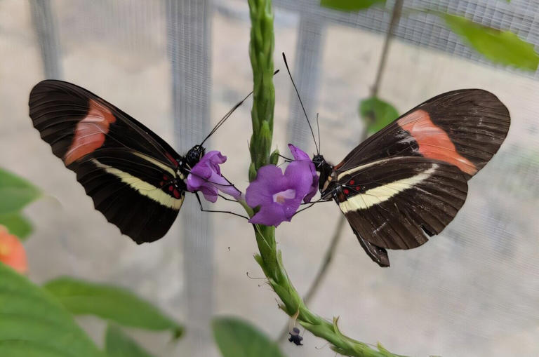 'Geriatric' butterfly species lives nearly three times as long as their ...