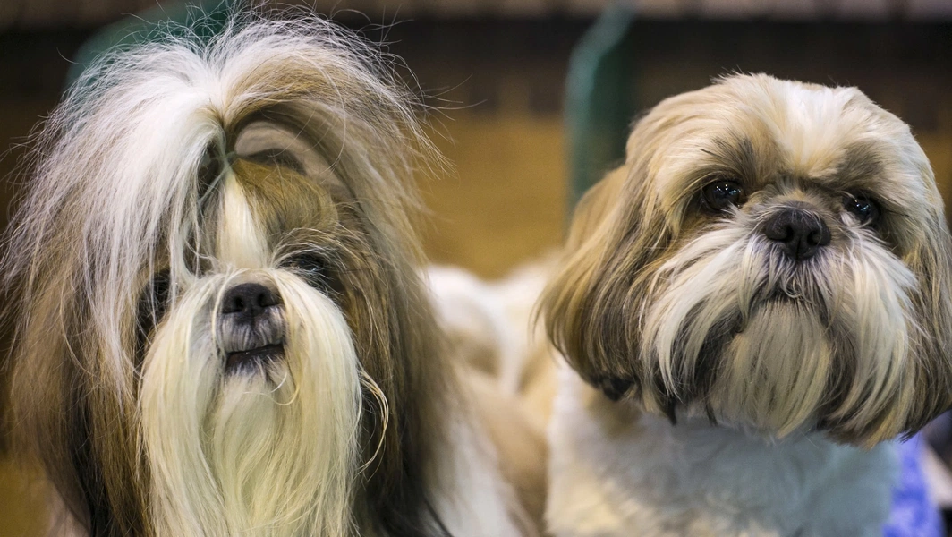 Why Shih Tzus make such loving companions