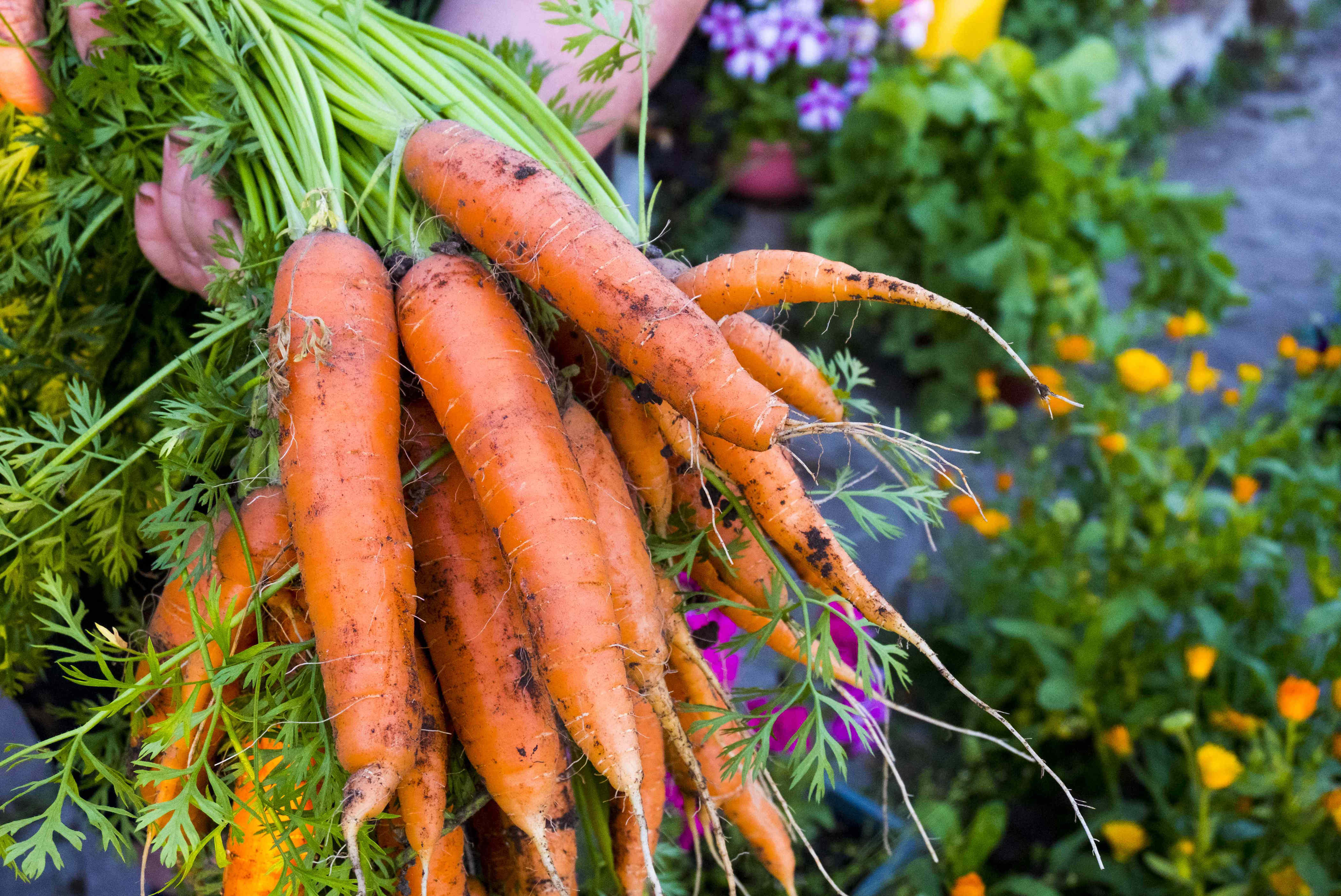 The best time to harvest carrots for peak flavor and the perfect crunch