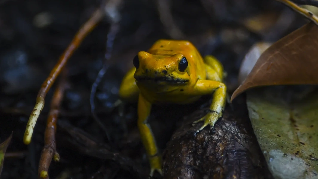 8 remarkable frogs with unique adaptations and colors