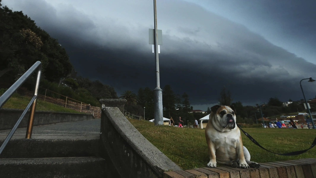 14 common fears that affect dogs