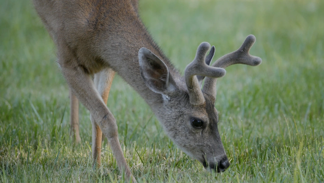 11 animals that damage pastures