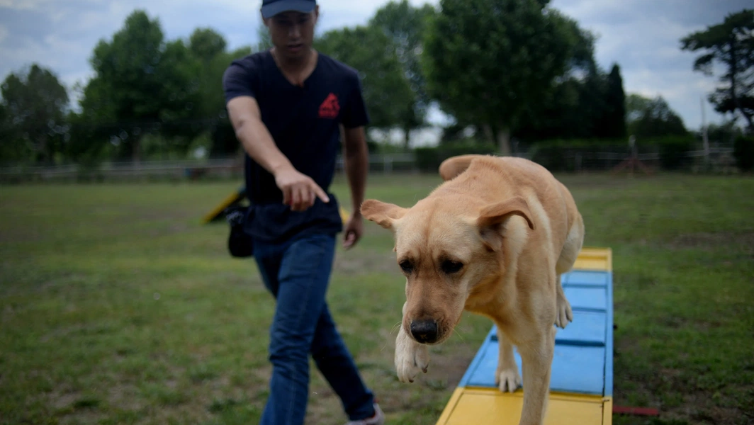 Shanghai's dog preschools expand with rising pet care demand