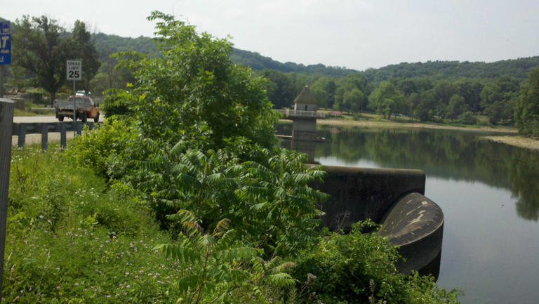 Black bear spotted swimming in North Park Lake, Allegheny County