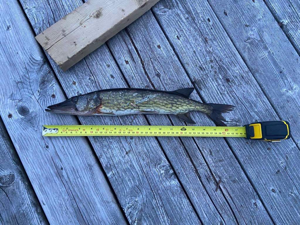 Invasive chain pickerel outnumber native fish at Kejimkujik National Park