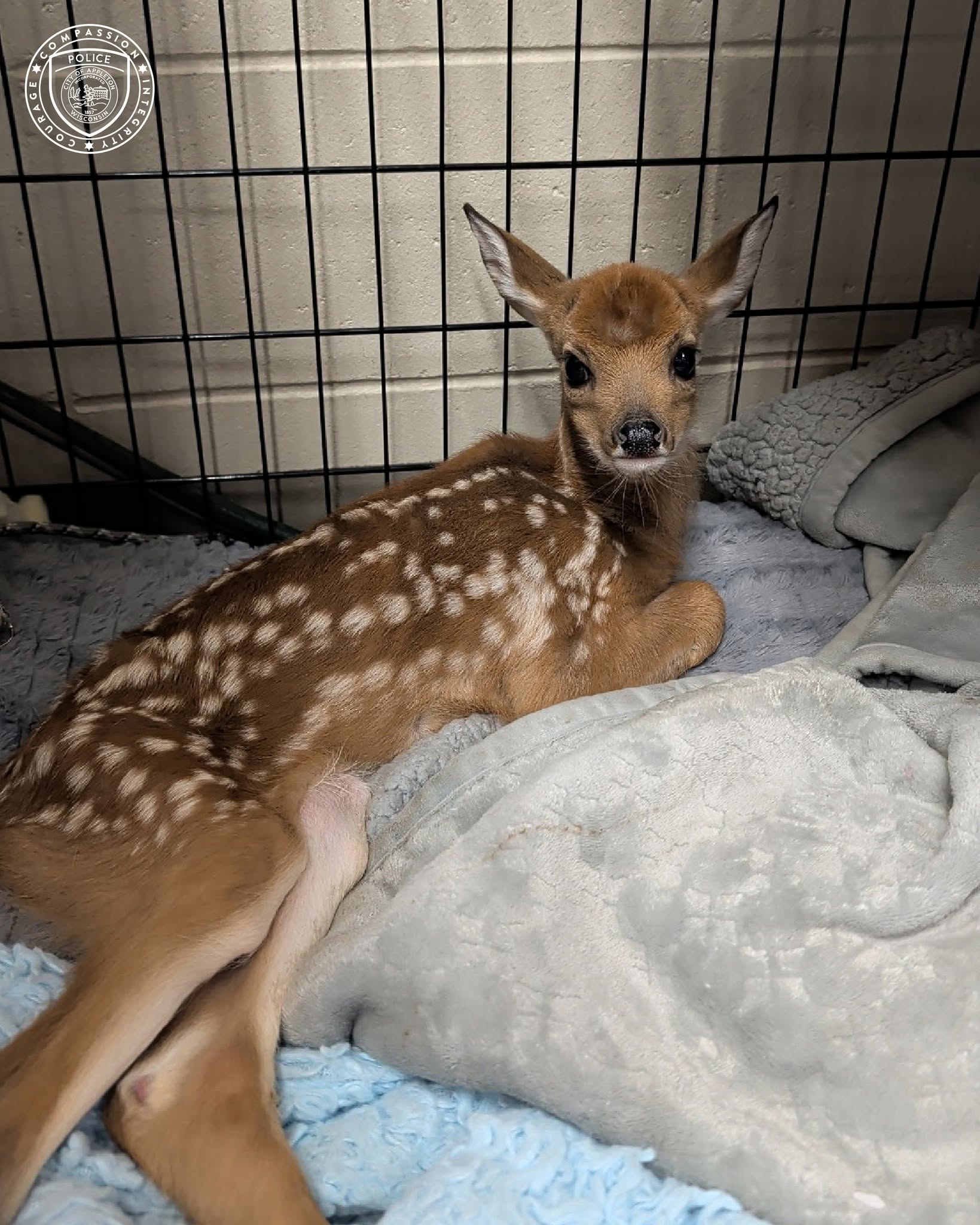 Appleton police rescue injured fawn, brought to Bay Beach Wildlife