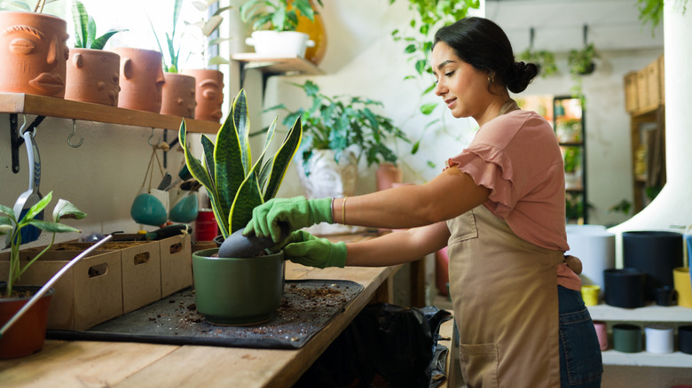 The best soil for a snake plant (& ones to avoid)